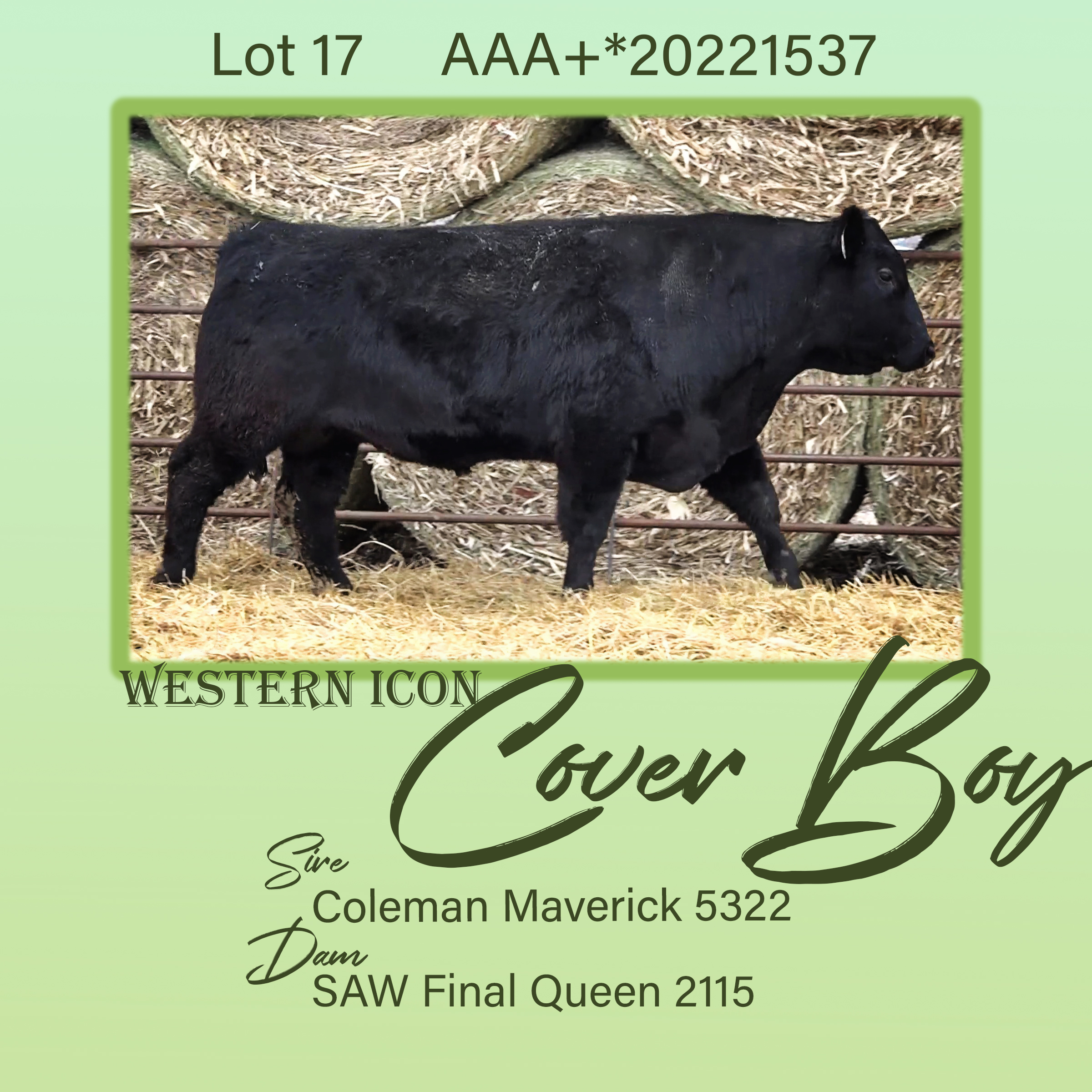 Western Icon Angus